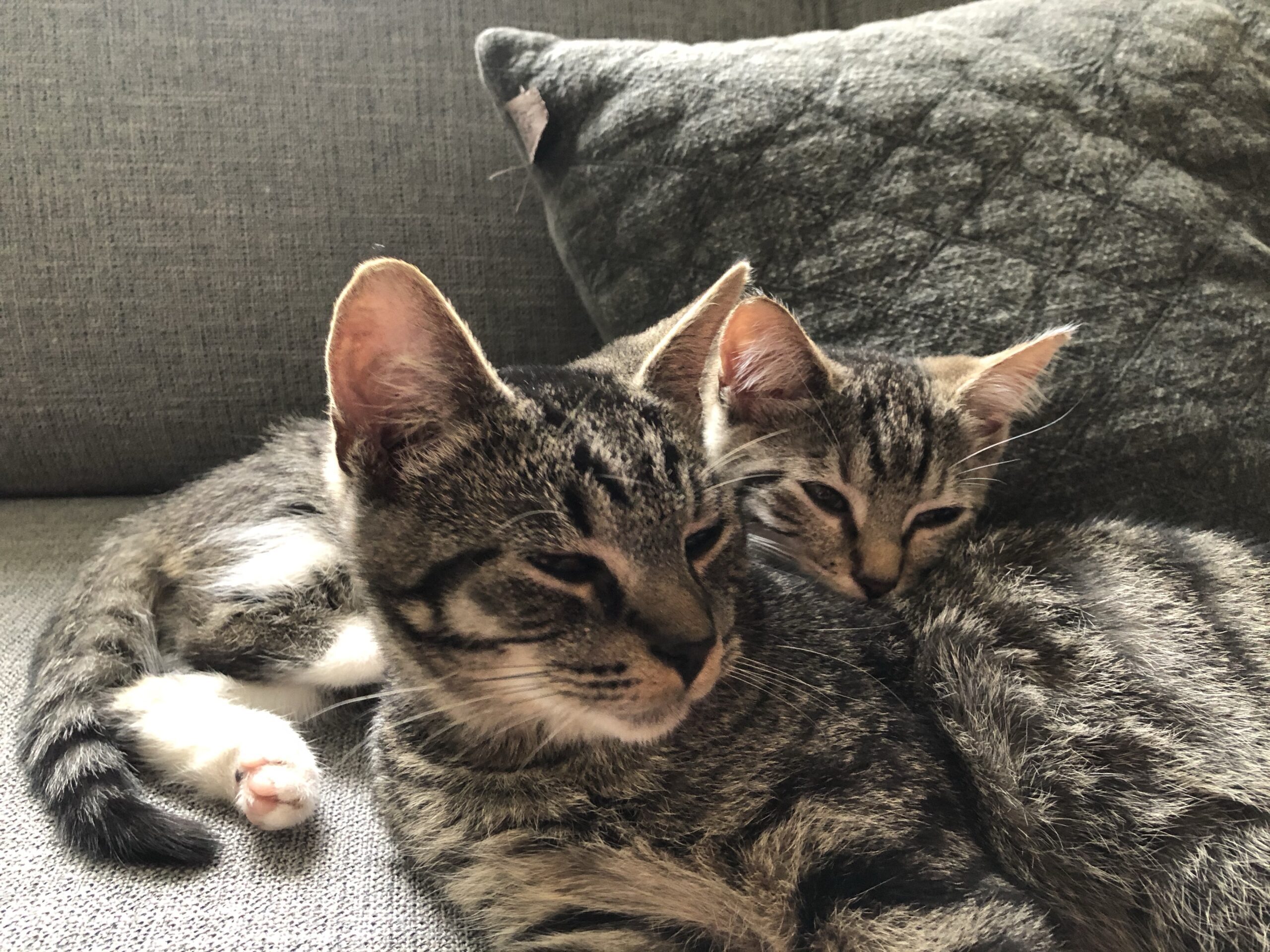 Katten agressief na bezoek aan dierenarts - Kattendingetjes