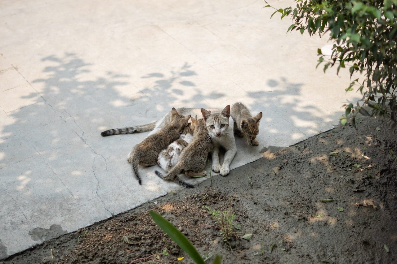 Waarom spinnen katten? Vijf redenen - Kattendingetjes