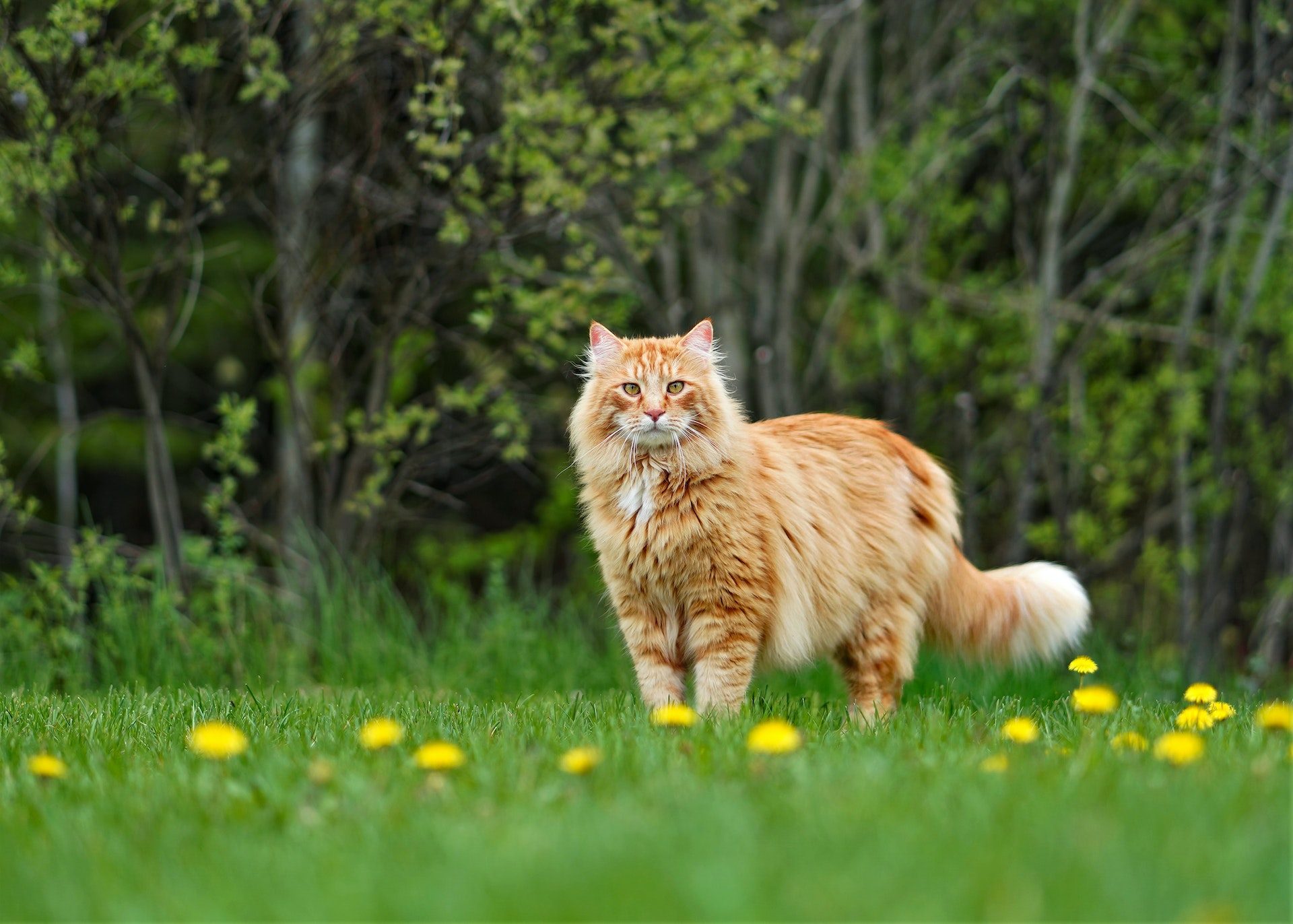 Alles wat je wilt weten over de Maine Coon - Kattendingetjes