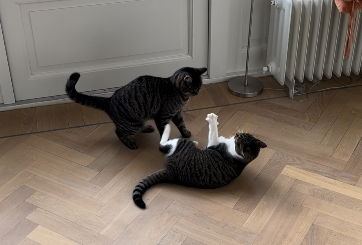 Zijn mijn katten aan het spelen of aan het vechten? - Kattendingetjes