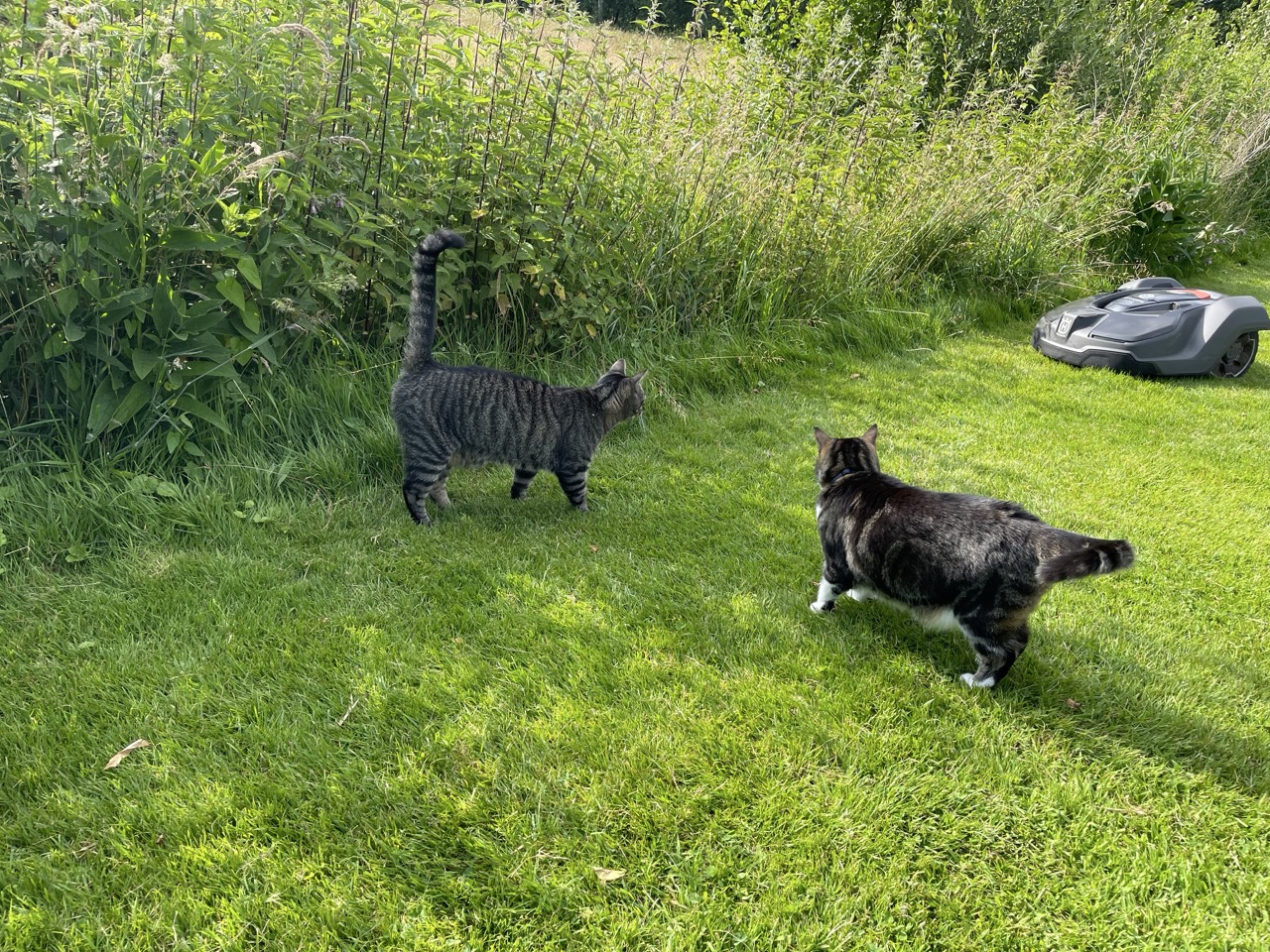 Natuurlijk middel tegen vlooien en teken bij katten - Kattendingetjes